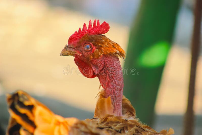 281 Bald Chicken Stock Photos - Free & Royalty-Free Stock Photos from ...