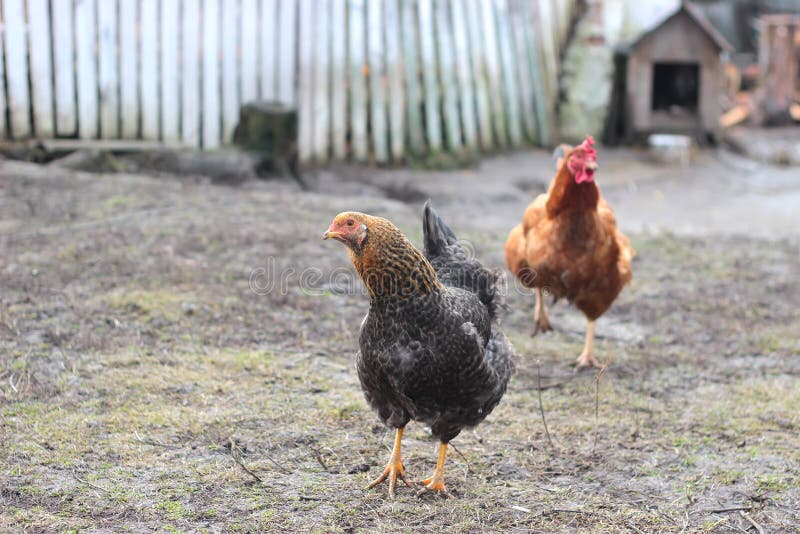 280 Bald Chicken Stock Photos - Free & Royalty-Free Stock Photos from ...