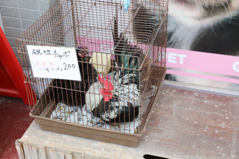 The Poor Chickens in Coup stock photo. Image of house - 91540374