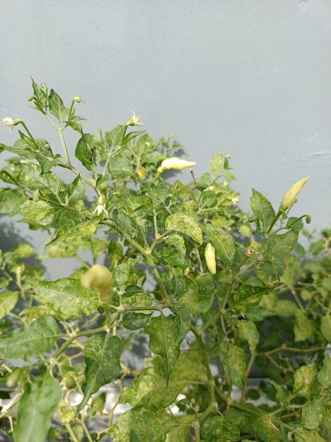 Poor chili tree too stock photo. Image of flower, berry - 263977244