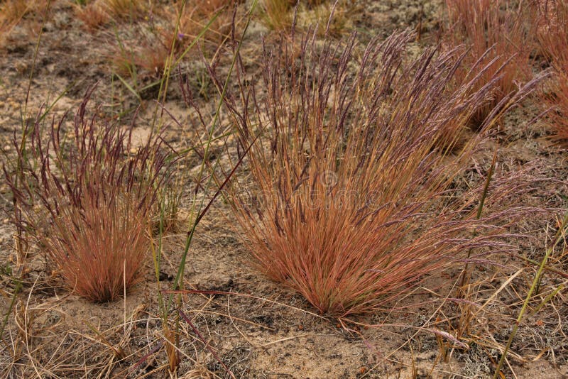 Poor Coastal Vegetation, Finland Stock Photo - Image of vegetation ...