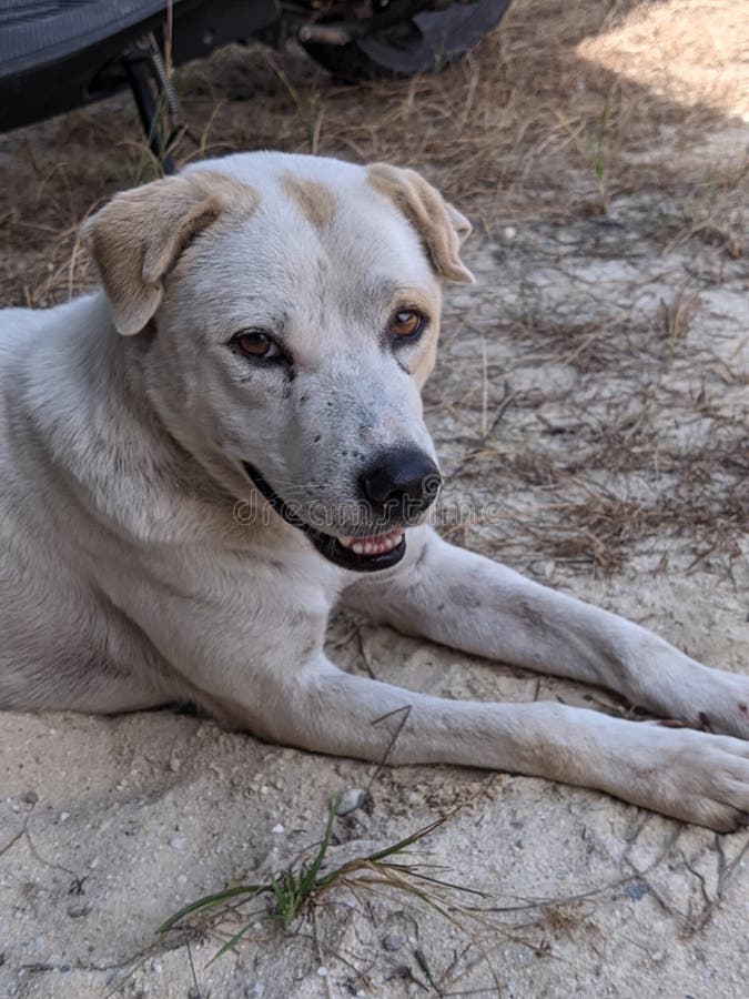 Poor country dog stock photo. Image of animal, wildlife - 223766474