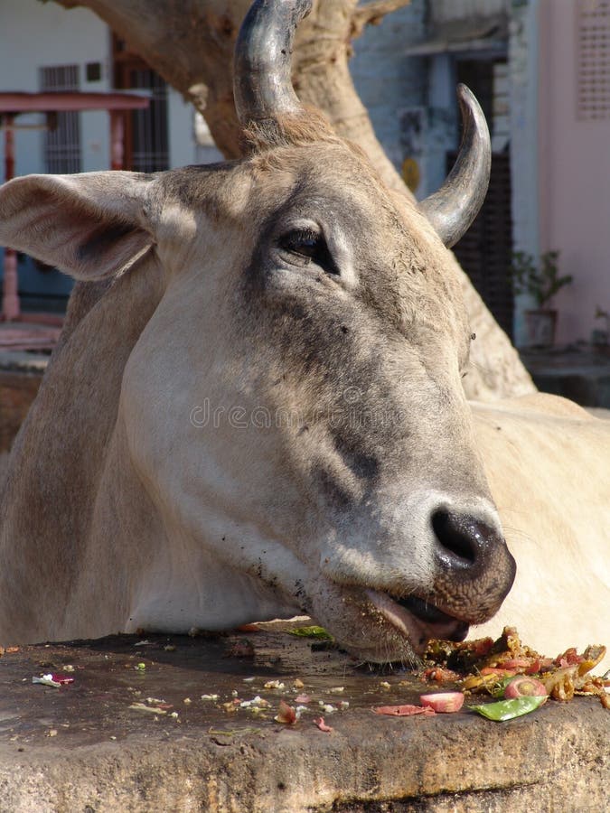 Painted Cow stock image. Image of historic, sacred, fort - 3829067
