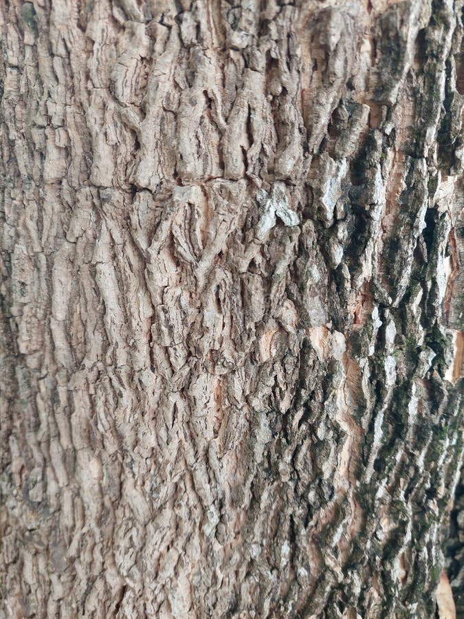 Poor cracked tree bark stock photo. Image of plant, wall - 288340926
