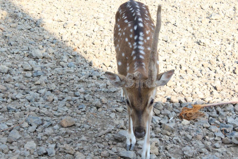 Poor deer stock image. Image of broken, poor, antlers - 200647981