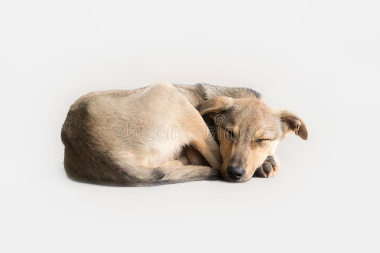 Poor dog stock image. Image of emotions, dogs, homeless - 21699607