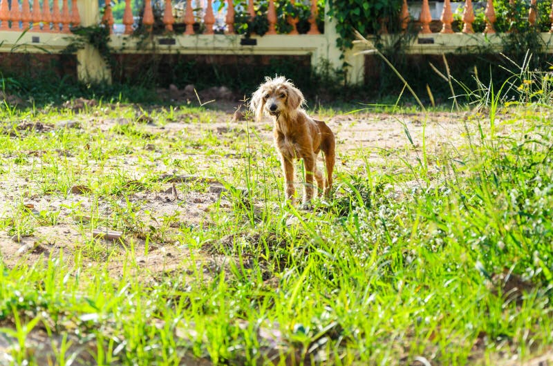 Poor dog stock photo. Image of canine, dirty, alone, poverty - 27950304