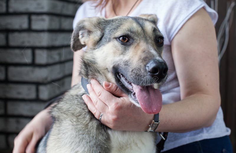 Poor dog in the arms stock image. Image of portrait - 146555391