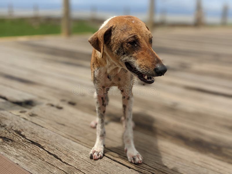 Poor dog in beach side stock image. Image of nose, beach - 259323903