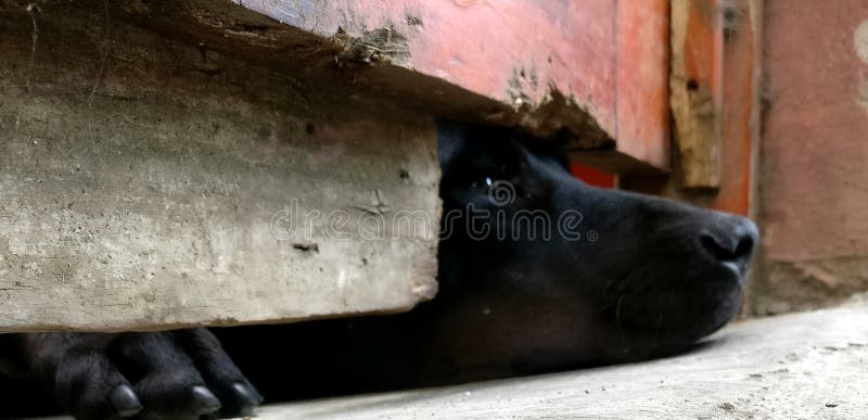 Poor dog stock image. Image of black, door, poor, looking - 82161801