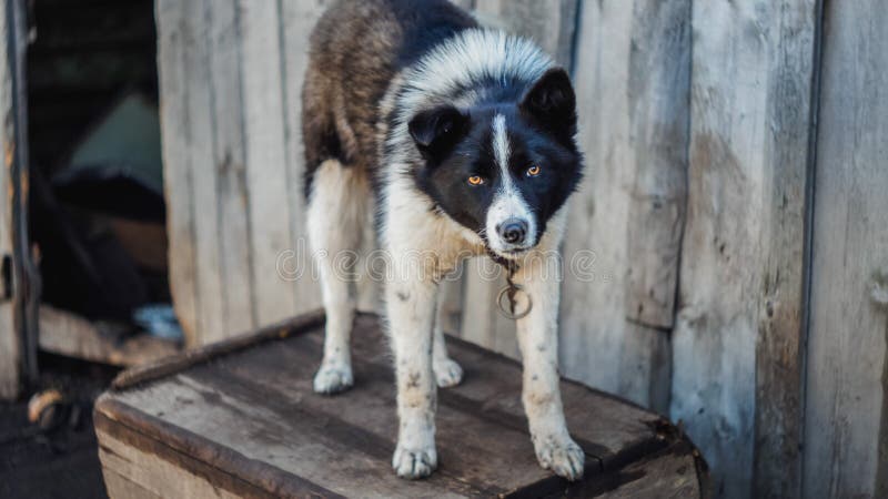 Poor dog near his house stock image. Image of humorous - 68277437
