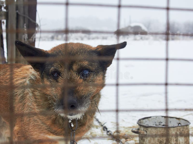 Poor Dog with Sad Eyes Sitting in the Cold Behind Bars Stock Image ...