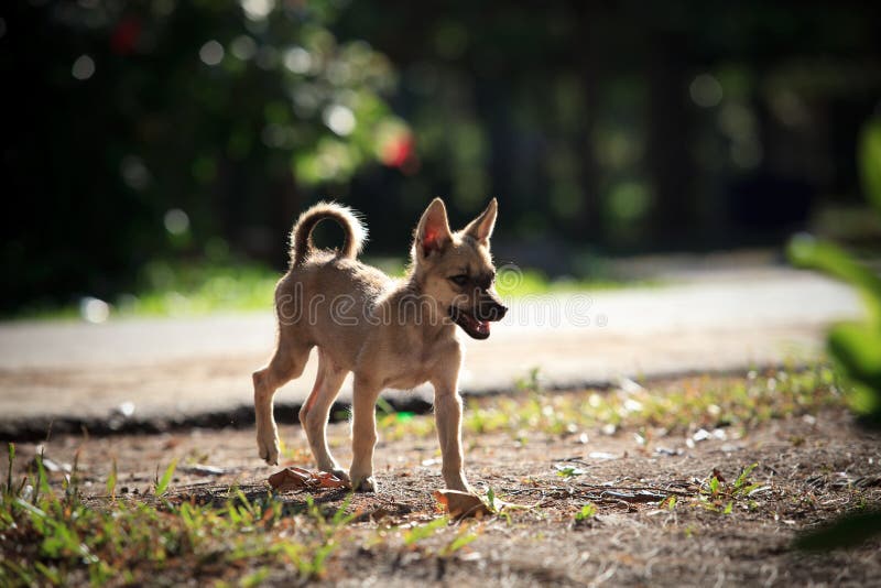 Poor Dog Standing on Soil Ground Stock Image - Image of loneliness ...