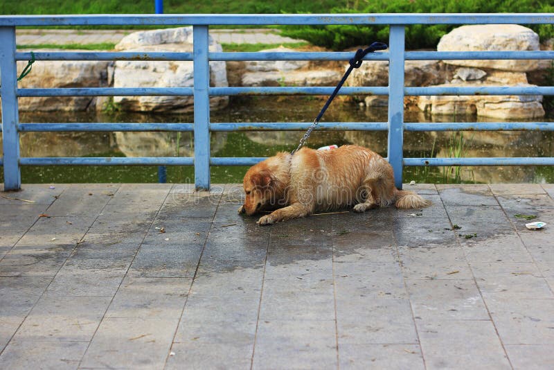 The poor dog stock photo. Image of health, hungry, city - 36461786