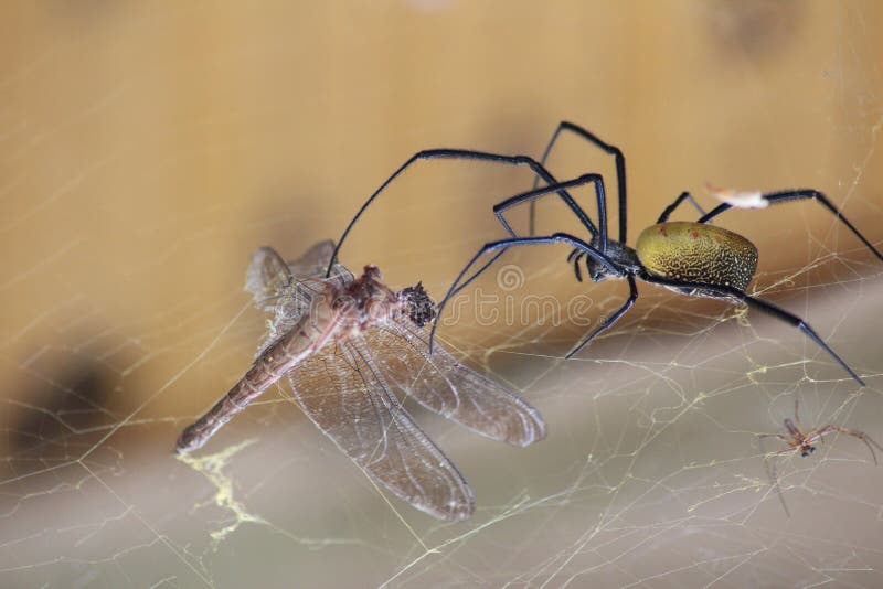 The poor dragon fly stock photo. Image of giant, spide - 99321952