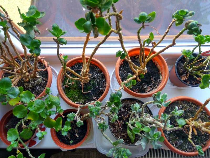 Poor dried out plants stock image. Image of pots, dried - 100338909