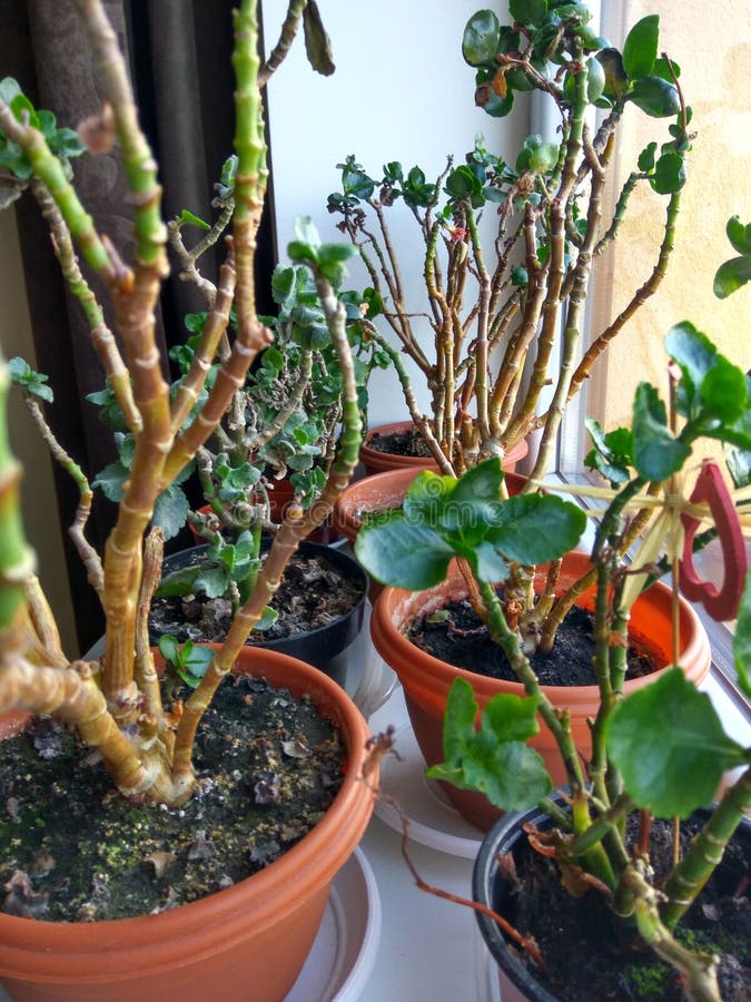 Poor dried out plants stock photo. Image of dried, poor - 100338938