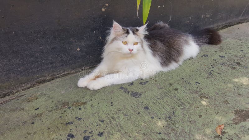 Poor Family Cat Pets for Kids Stock Image - Image of pets, family ...