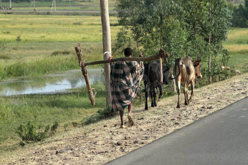 Poor Farmers of West Bengal Harvesting Rice in a Rice Field in India ...