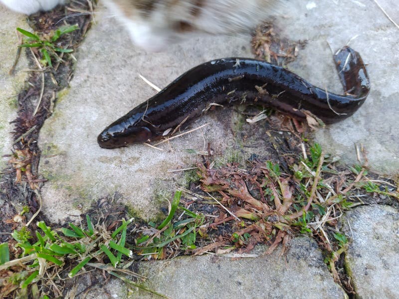 Poor fish on bricks stock image. Image of poor, soil - 255427867