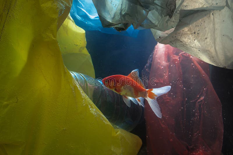 Fish Surrounded by Plastic Trash Stock Photo - Image of diving, grouper ...