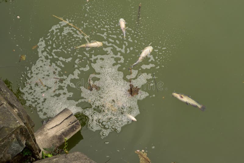 Poor fishes stock image. Image of stone, sick, death - 50384847