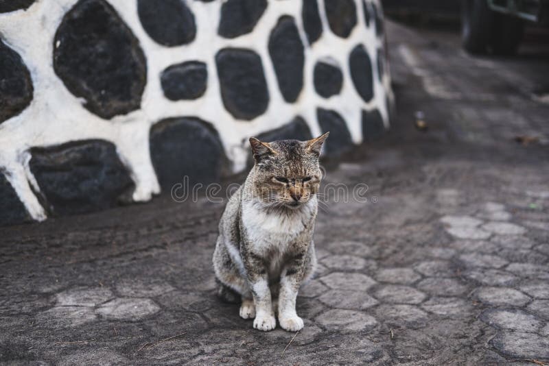 Poor homeless fighter cat stock image. Image of miserable - 76043639