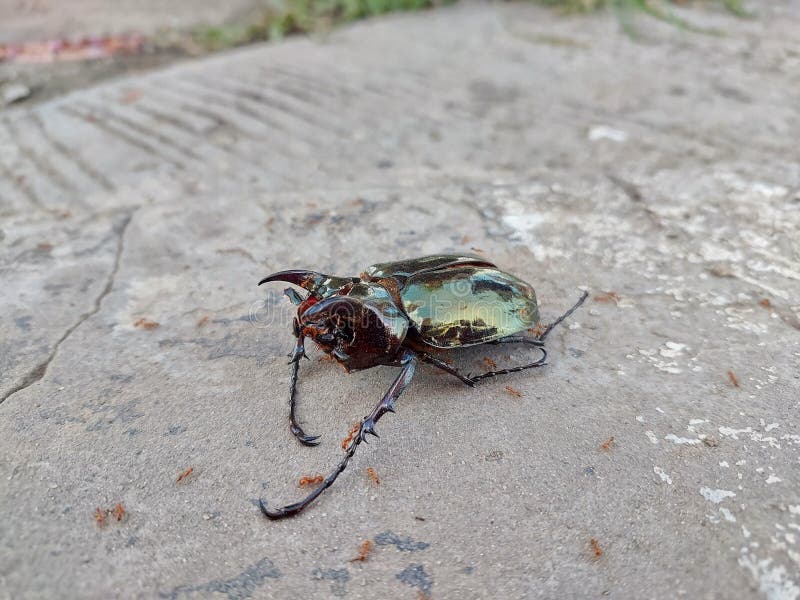 Poor Horned Beetle, Dead Covered in Ants Stock Image - Image of horned ...
