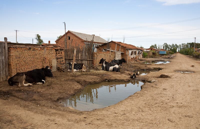 Poor housing stock photo. Image of exterior, milch, china - 15805138