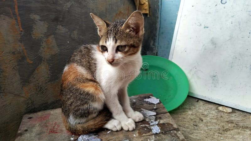A Poor Kitten is Waiting for Its Mother Stock Photo - Image of natural ...