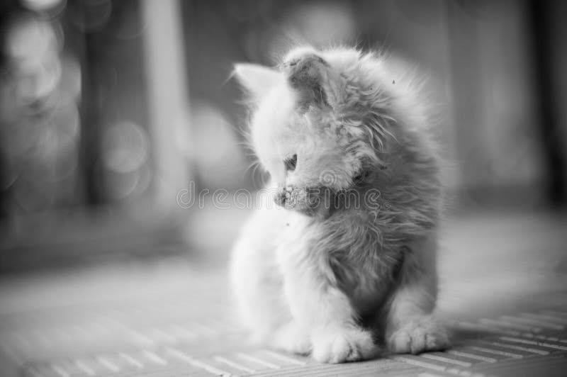 Poor kitty stock photo. Image of little, cute, kitty - 27066270