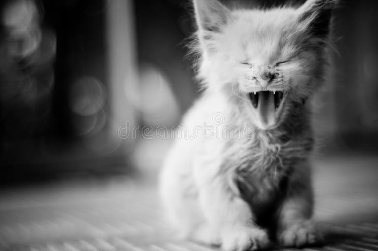 Poor kitty stock image. Image of crying, lowly, white - 27066377