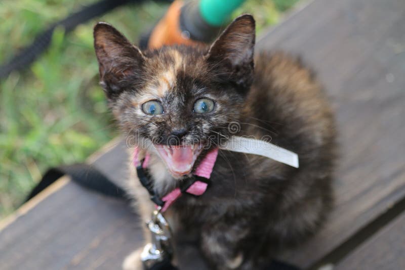 3,358 Poor Kitty Stock Photos - Free & Royalty-Free Stock Photos from ...