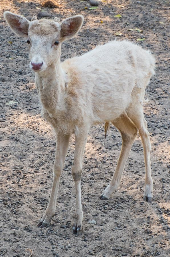 Skinny lamb stew stock image. Image of plate, chive, herbs - 66048549