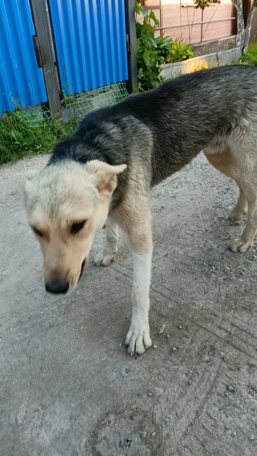 Poor little dog stock image. Image of hound, animal - 263984597