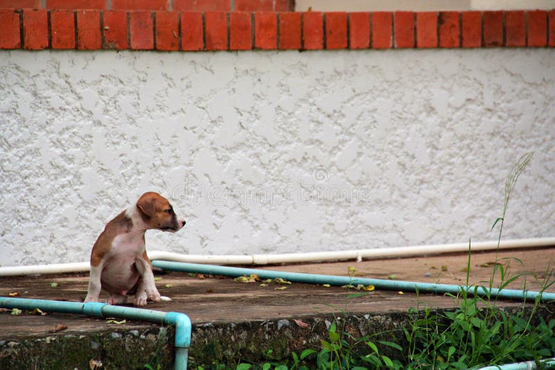 Poor Little Dog in Temple is Waiting for Someone Stock Image - Image of ...