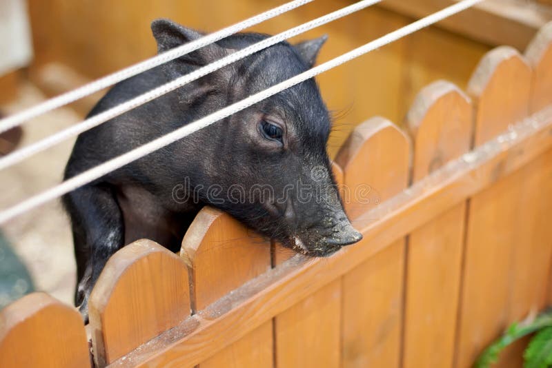 Poor Little Pig at the Petting Zoo. Stock Photo - Image of fall ...