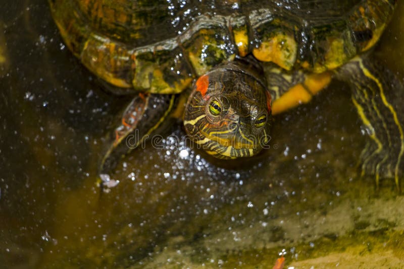 Poor little turtle stock image. Image of despair, pond - 77928471