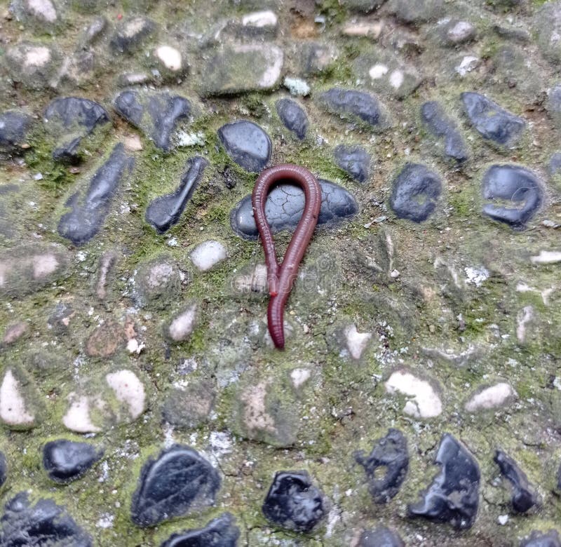 Poor little worm stock image. Image of poor, worm, background - 288691987