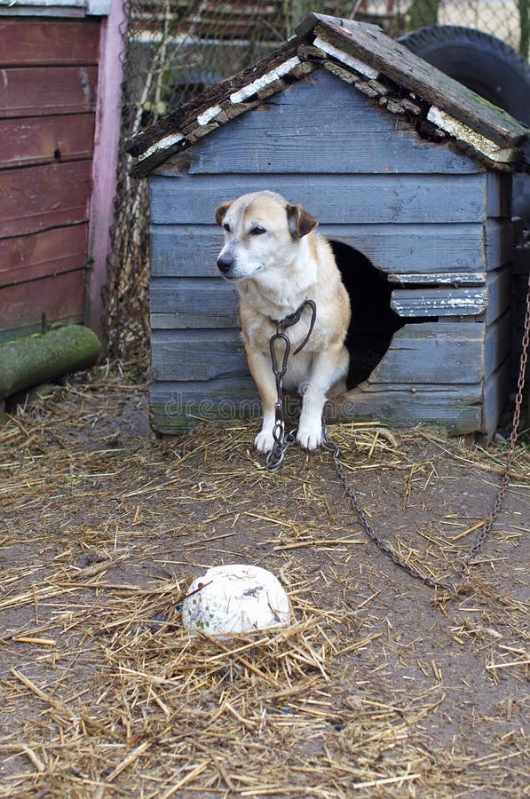 Poor lonelly dog stock image. Image of thirst, post, discomfort - 24256969