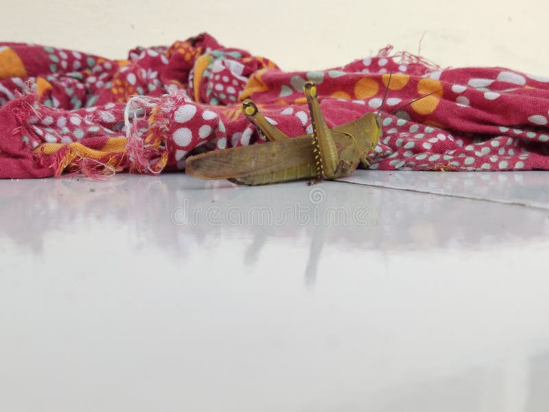 Poor Lost Yellow Grasshopper at Home Stock Image - Image of poor, lost ...