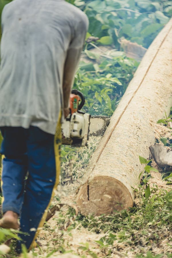 A Poor Male Logger Cutting Fallen Gmelina Tree Trunk into Sections ...