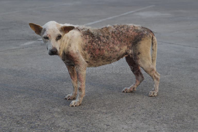 Poor mangy dog. stock image. Image of portrait, animal - 81007357