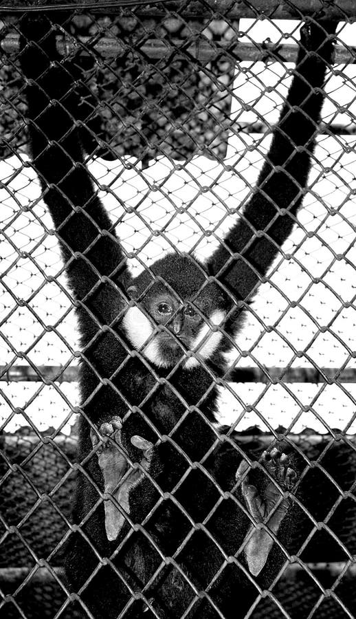 1,026 Monkey Jail Photos - Free & Royalty-Free Stock Photos from Dreamstime