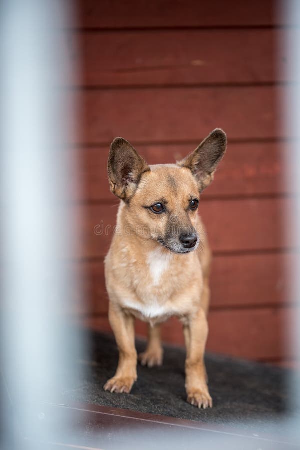 Poor Mutt Dog in the Shelter Stock Image - Image of looking, cute ...