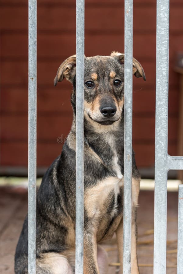 Poor Mutt Dog in the Shelter Stock Photo - Image of face, mutt: 268546416