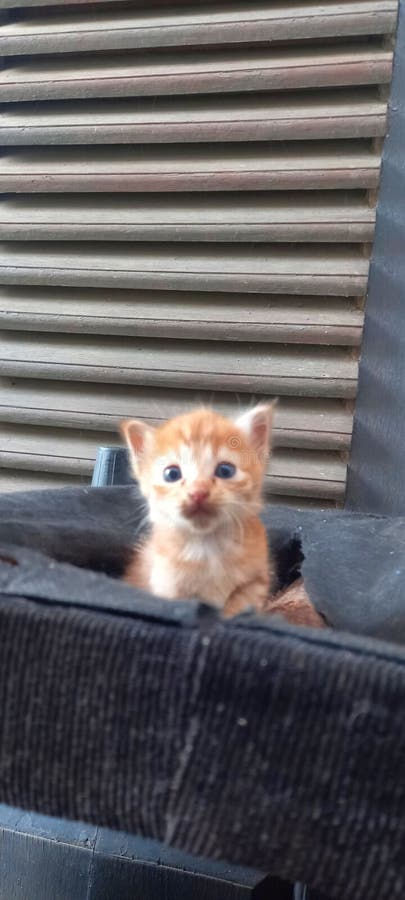 Poor orphaned baby kitten stock photo. Image of poor - 292278218