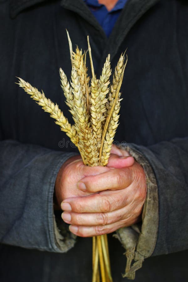 The Poor Peasant Man Holds Wheat Sprouts Stock Image - Image of holds ...