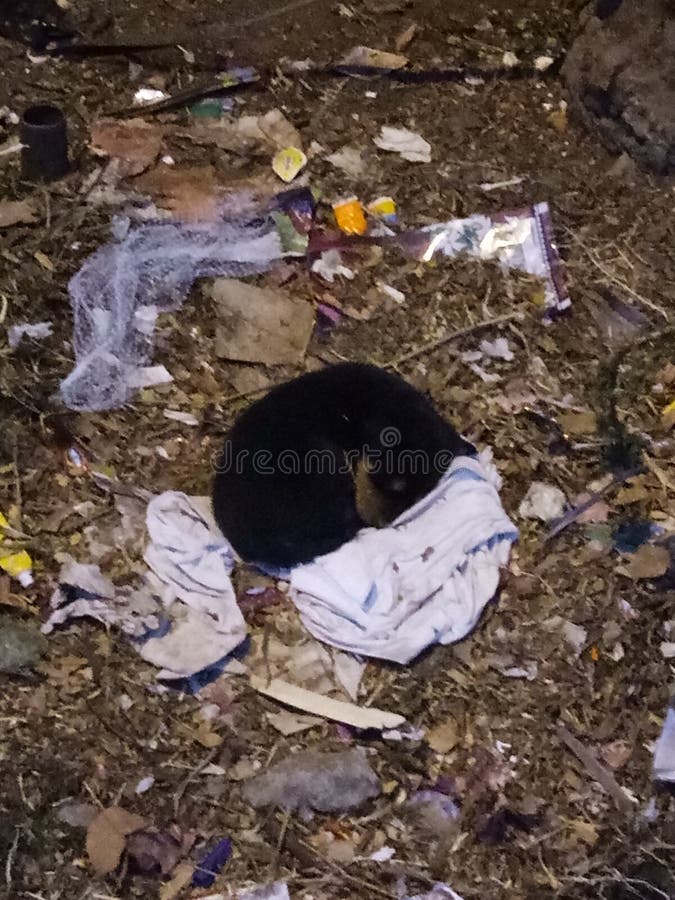 Poor puppy stock photo. Image of sleep, colour, poor - 139548614