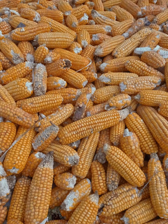 Poor Quality Corn Crop Failure Stock Image - Image of quality, corn ...